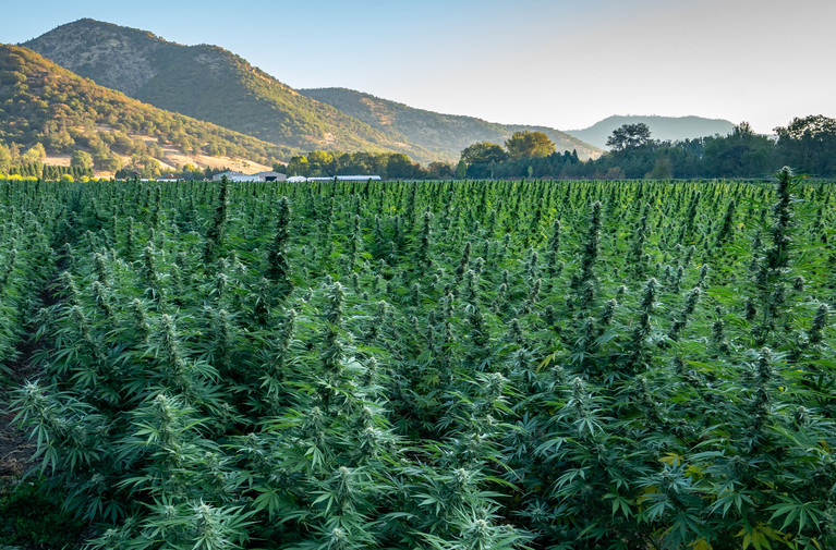 Hemp Industry Lawyers Still See Path Forward Despite New Ban | Law.com