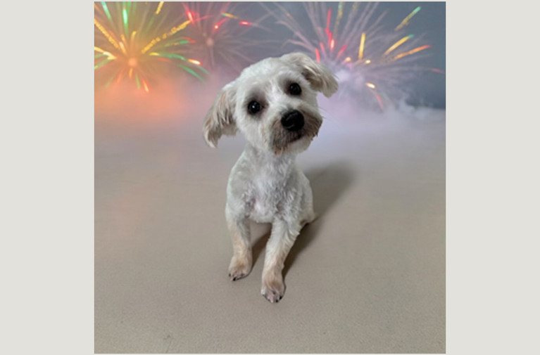 Four-Legged Friend of Court Set to Debut Nov. 18 in Buffalo | Law.com